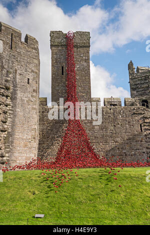Poppies At Caernarfon Castle North Wales Uk. Remembrance people ...