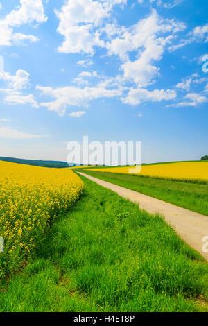 Field of rapeseed with rural road and beautiful cloud (brassica napus ...