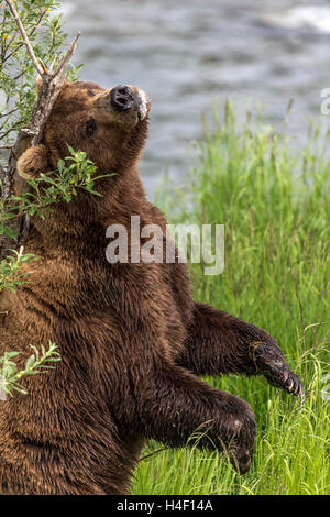 Brown Bear scratching its back against a tree, Brooks river, Katmai ...