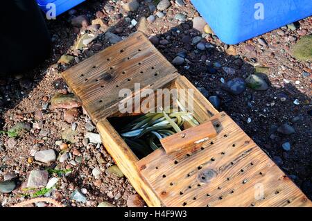 Sand eels in a wooden trap box used for fishing bait Teignmouth Devon ...