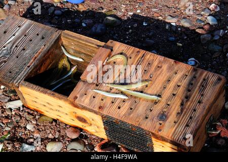 Sand eels in a wooden trap box used for fishing bait Teignmouth Devon ...