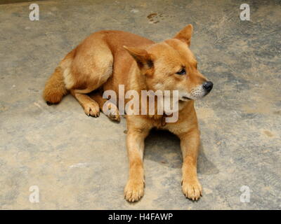 Dog in Sapa Vietnam Stock Photo - Alamy