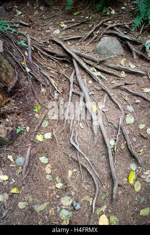Tree roots coming out of the ground in the forest Stock Photo - Alamy