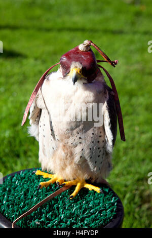 Hawk with hood Stock Photo - Alamy