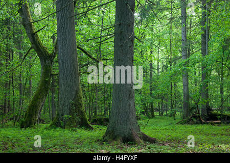 Oak and hornbeam deciduous stand in fall, Bialowieza Forest, Poland ...