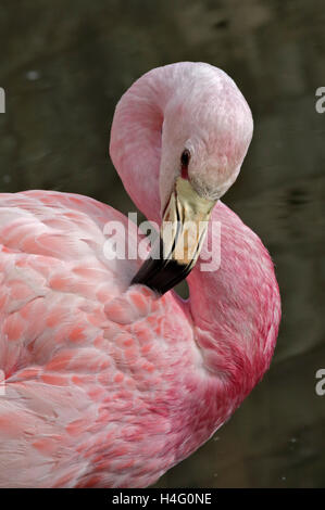 Andean Flamingo (phoenicoparrus andinus Stock Photo - Alamy