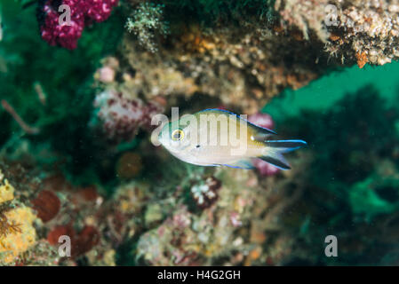 Smoky chromis, Chromis fumea (Tanaka, 1917) .at Owase, Mie, Japan ...