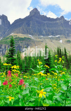 wild alpine flowers on the Glacier National Park landscape in summer ...
