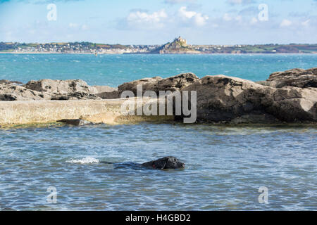 Mousehole, Cornwall, UK. 16th October 2016. UK Weather. Jack enjoying a ...