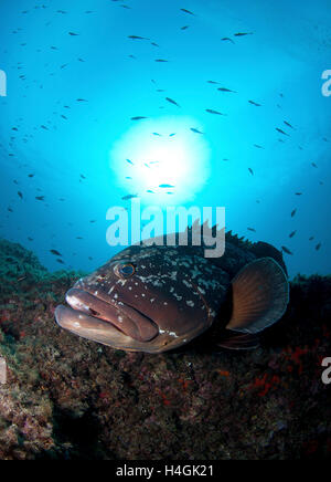 grouper poses for photos Stock Photo - Alamy
