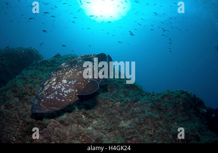 grouper poses for photos Stock Photo - Alamy