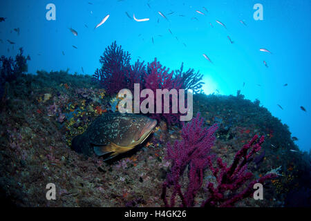 grouper poses for photos Stock Photo - Alamy