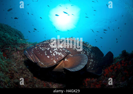 grouper poses for photos Stock Photo - Alamy
