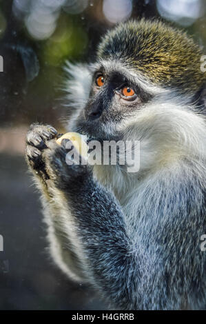 Vervet monkey, portrait; sitting; close-up; Cercopithecus aethiops ...