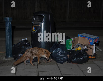 urban Red Fox, (Vulpes vulpes), searches at night through rubbish bag ...