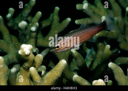 Wolf Cardinalfish (Cheilodipterus artus Stock Photo - Alamy