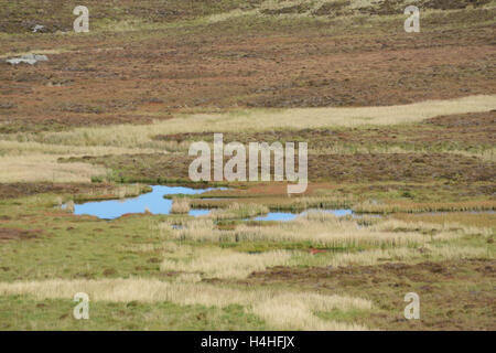 Migneint, a Welsh upland habitat area in North Wales, a special area of ...
