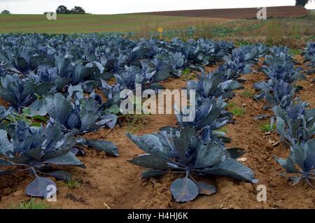 Several lines of cabbages red to cultivate in a field of Belgium Stock ...