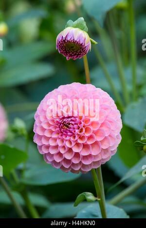 'Hamari Rose', Miniature Ball Dahlia Stock Photo - Alamy