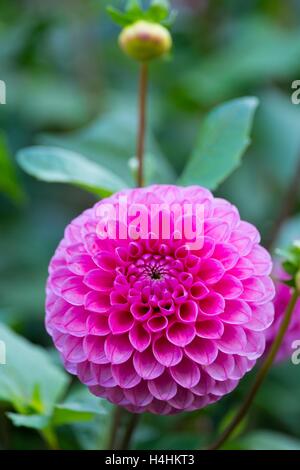Dahlia 'Mary's Jomanda' Stock Photo - Alamy