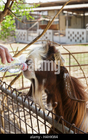 Goat drinking milk from bottle Stock Photo - Alamy