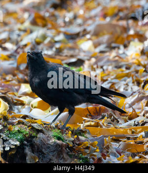 Crow (Corvus corone) amongst sea weed Stock Photo - Alamy