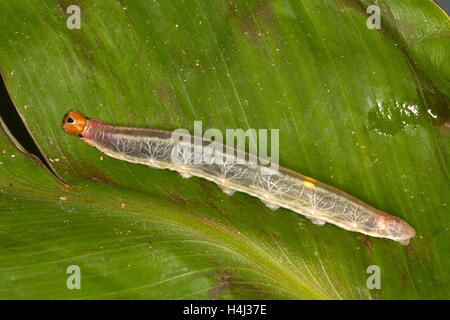 Brazilian Skipper Calpodes ethlius Dallas, Texas, United States 25 ...