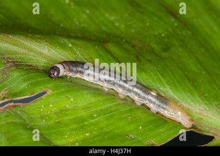 Brazilian Skipper Calpodes ethlius Dallas, Texas, United States 25 ...