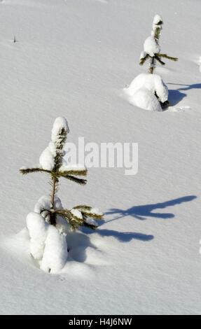 Young pine ( pinus sylvestris ) saplings at taiga forest at Winter ...