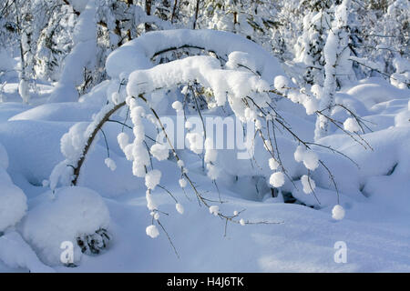 Snow covered trees, Vuokatti Sotkamo Finland Stock Photo - Alamy