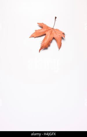 Single dried brown oak leaf on a tree branch in autumn woods Stock ...