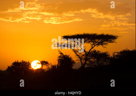 Sunset over acacia bush Serengeti National Park Tanzania Stock Photo ...