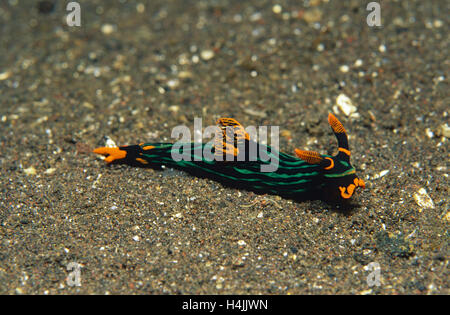 variable neon slug, Nembrotha kubaryana, aka dusky nembrotha, Ticao ...