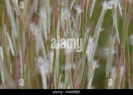 Prairie Grass, Splitbeard bluestem Stock Photo - Alamy