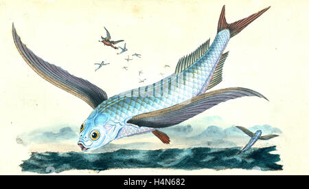 Flying fish Exocoetus Stock Photo: 30354672 - Alamy