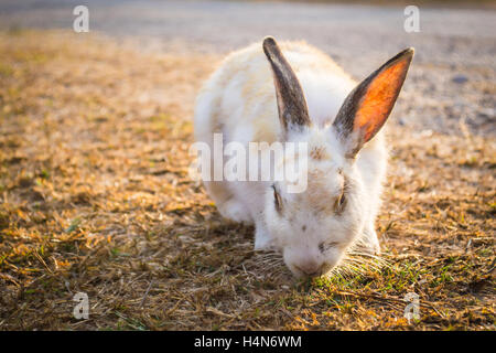 Baby rabbit eating grass on a farm Stock Photo - Alamy