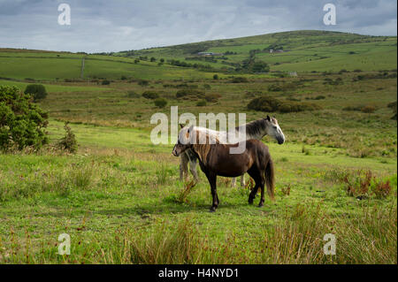 Two horses on Bodmin Moor, nr.Bolventor, Cornwall, UK Stock Photo - Alamy