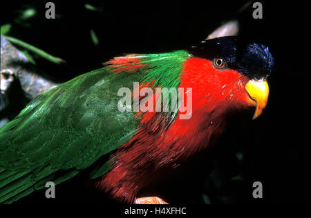 fiji, kula bird, kula eco park, sigatoka fiji Stock Photo - Alamy