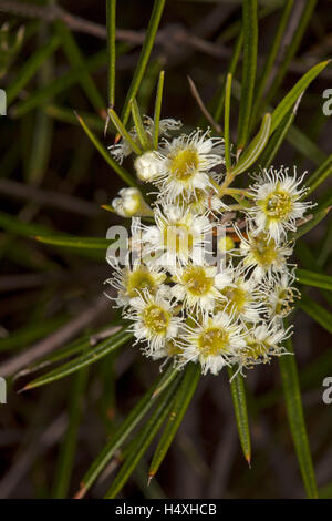 White flowers of Australian native Slender Rice Flower, Pimelea ...