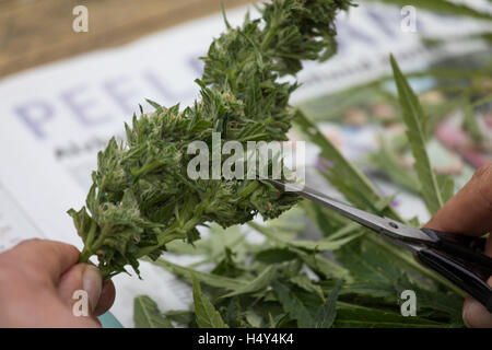 hand with scissors cutting marijuana, trimming cannabis buds Stock ...