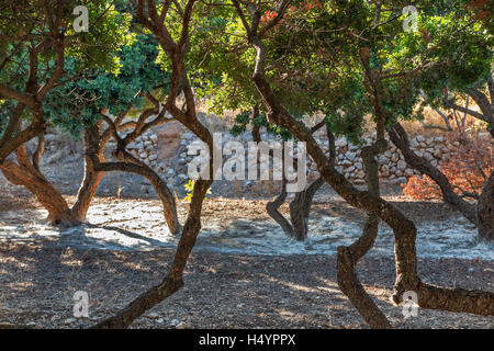 Mastika trees Chios Island Greece Stock Photo - Alamy