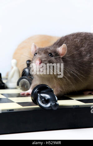 Intelligent and funny pets decorative rat play chess Stock Photo - Alamy