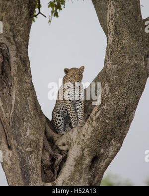 Leopard (Panthera pardus) watching prey through grass Stock Photo - Alamy