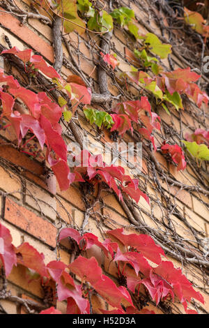 Ivy in Fall, USA Stock Photo - Alamy