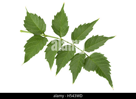 Trumpet creeper leaf closeup isolated on white Stock Photo - Alamy