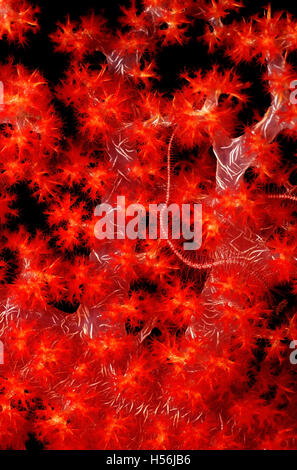 Polyps of Coral Bali Indian Ocean Indonesia Stock Photo - Alamy