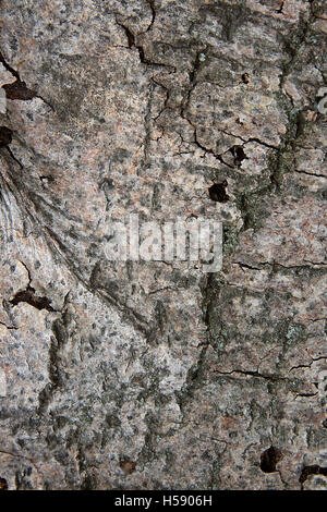 aspen bark. background Stock Photo - Alamy
