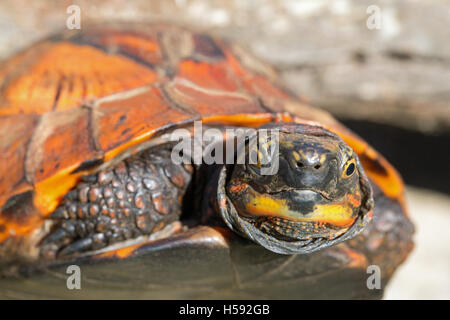 Indochinese Flowerback Box Turtle (Cuoro galbinifrons). Critically ...