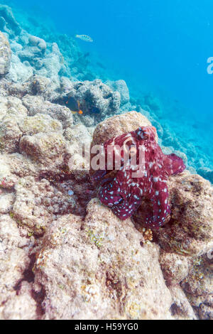 Octopus (Octopus vulgaris), red, sitting on coral reef, Great Barrier ...