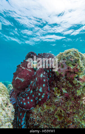 Octopus (Octopus vulgaris), red, sitting on coral reef, Great Barrier ...